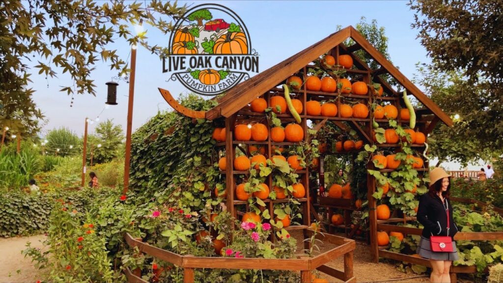 (PLA) Live Oak Canyon: Pumpkin Patch - Sage Oak Charter Schools