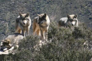 Sage Oak Charter Schools