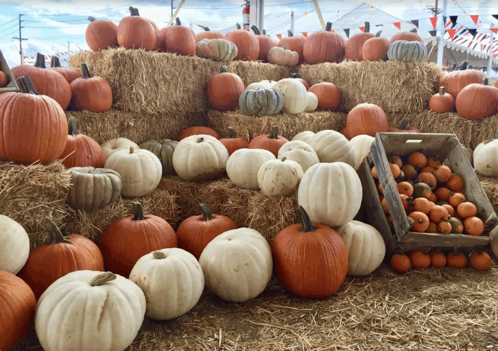 (PLA) Frosty’s Forest - Pumpkin Patch - Sage Oak Charter Schools