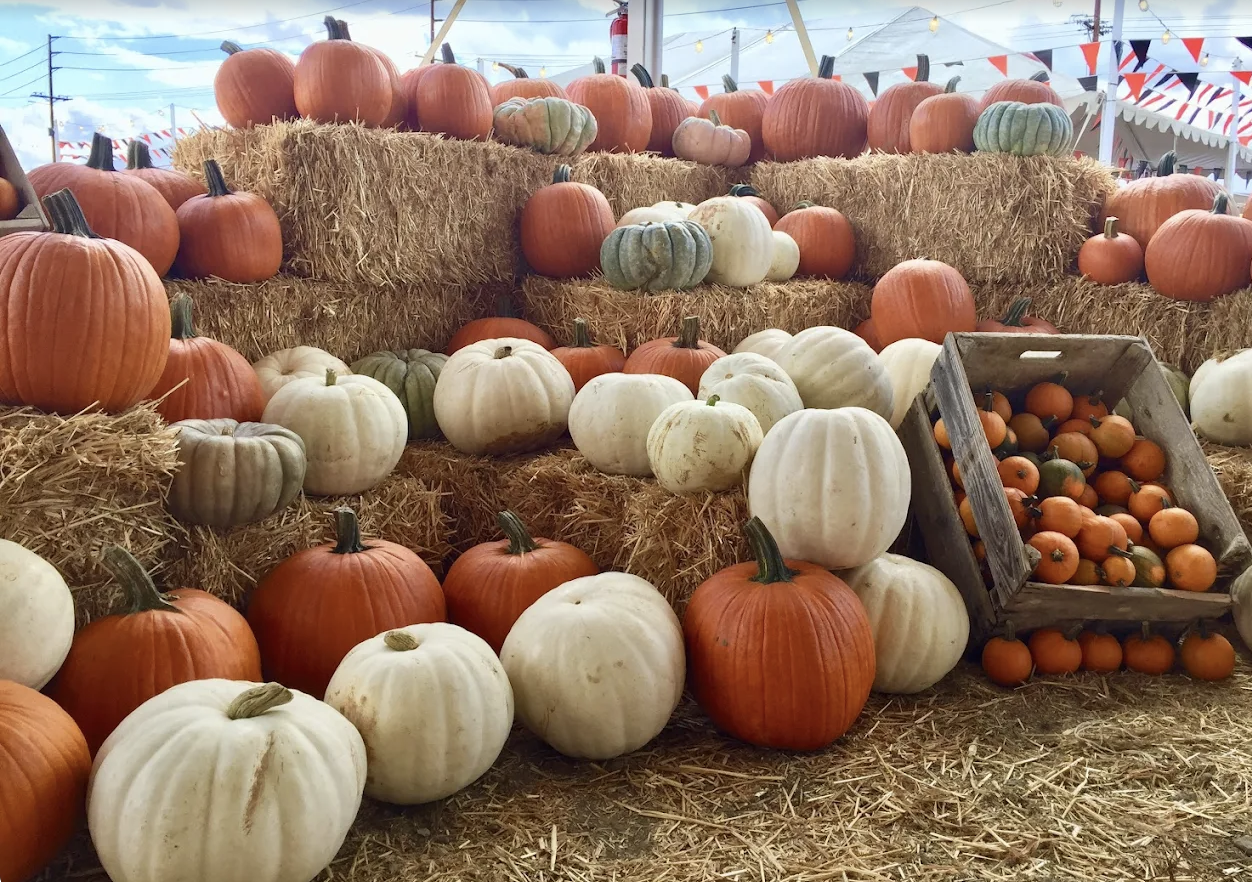 (PLA) Frosty’s Forest - Pumpkin Patch - Sage Oak Charter Schools